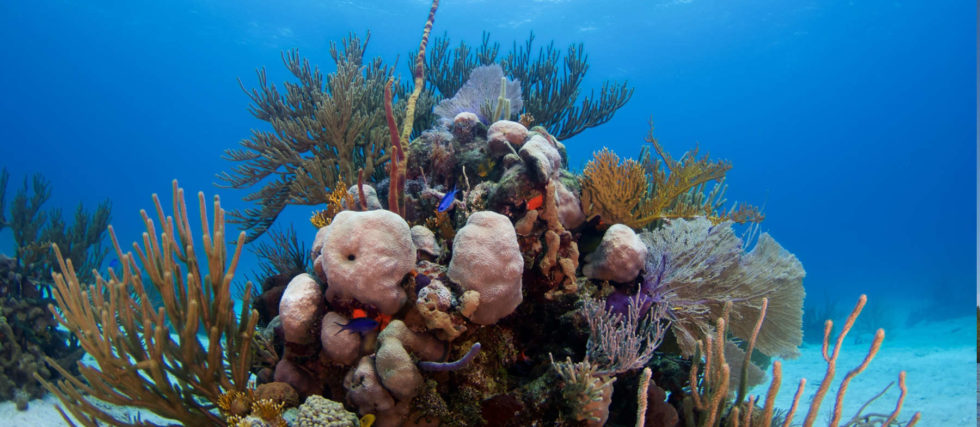 Discover the Four Types of Coral Reefs And Their Differences - Diventures