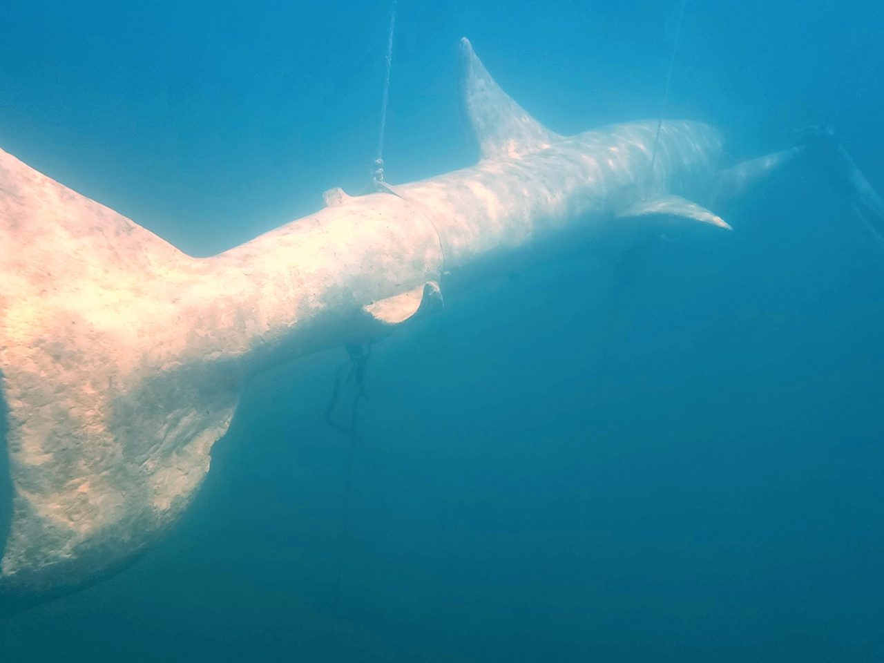 An Up Close Dive at Mermet Springs with James Roberts - Diventures