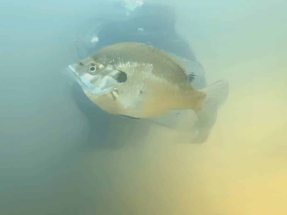 An Up Close Dive at Mermet Springs with James Roberts - Diventures