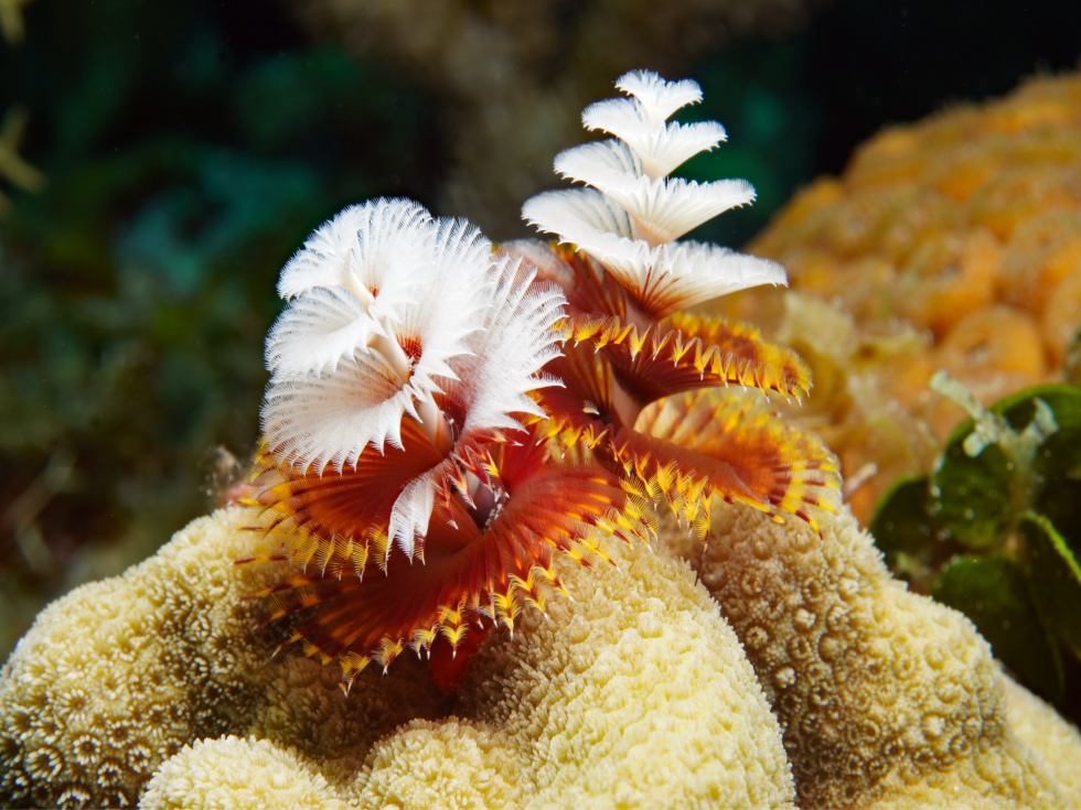 Guanaja Scuba Diving Trips | Diventures