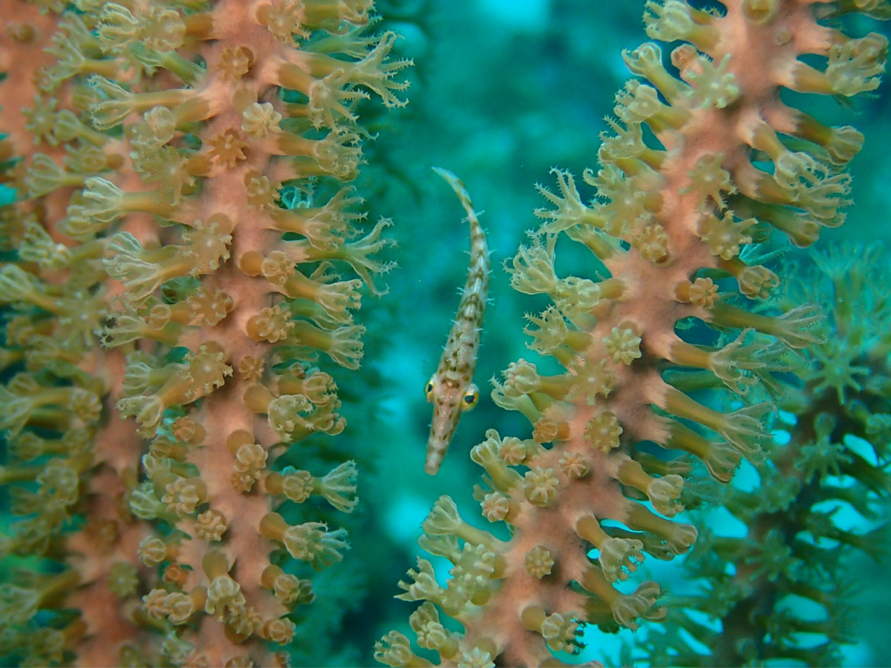 Guanaja Scuba Diving Trips | Diventures