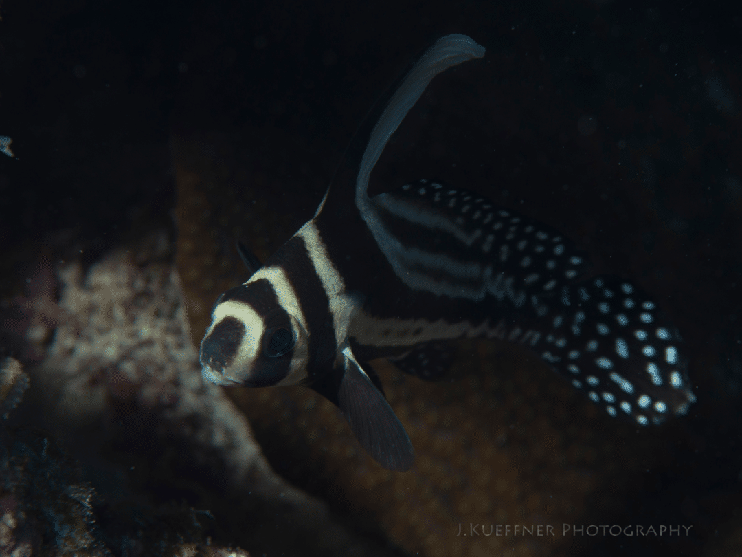 Grand Cayman Scuba Diving Trips | Diventures