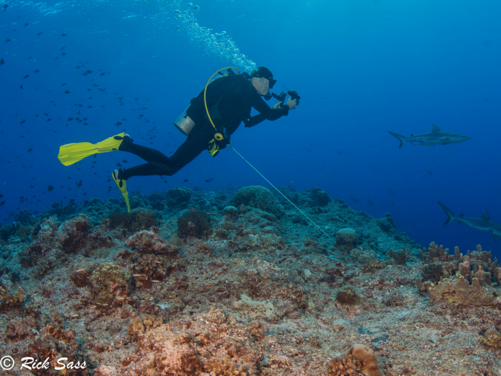 Palau Scuba Diving Trips | Diventures