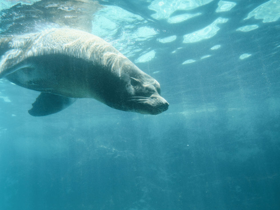 Sea of Cortez Scuba Diving Trips | Diventures