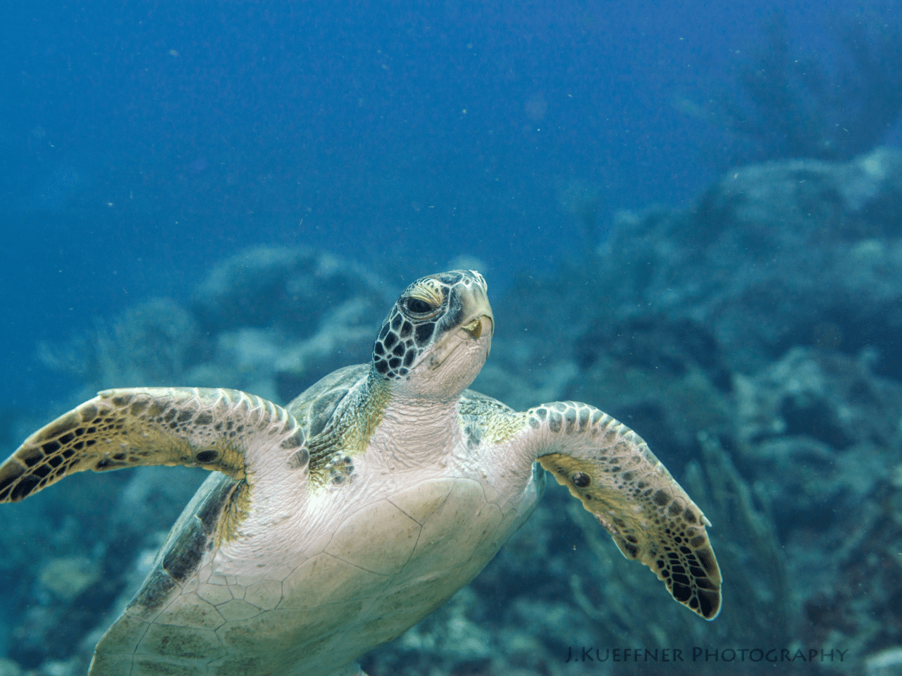 Saba Scuba Diving Trips | Diventures