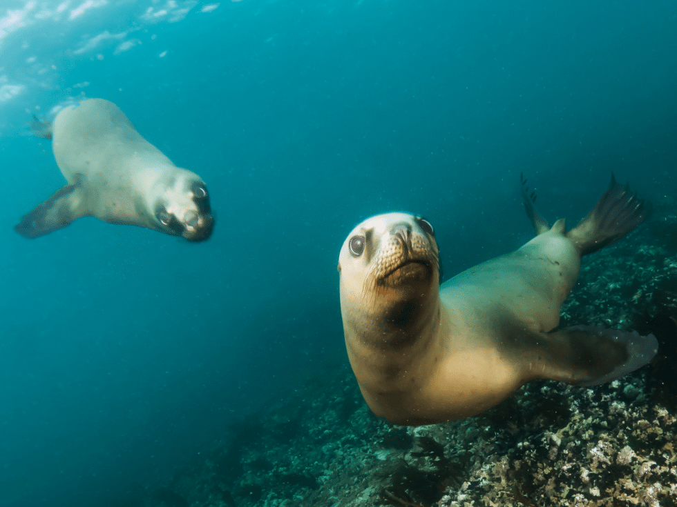 Sea of Cortez Scuba Diving Trips | Diventures