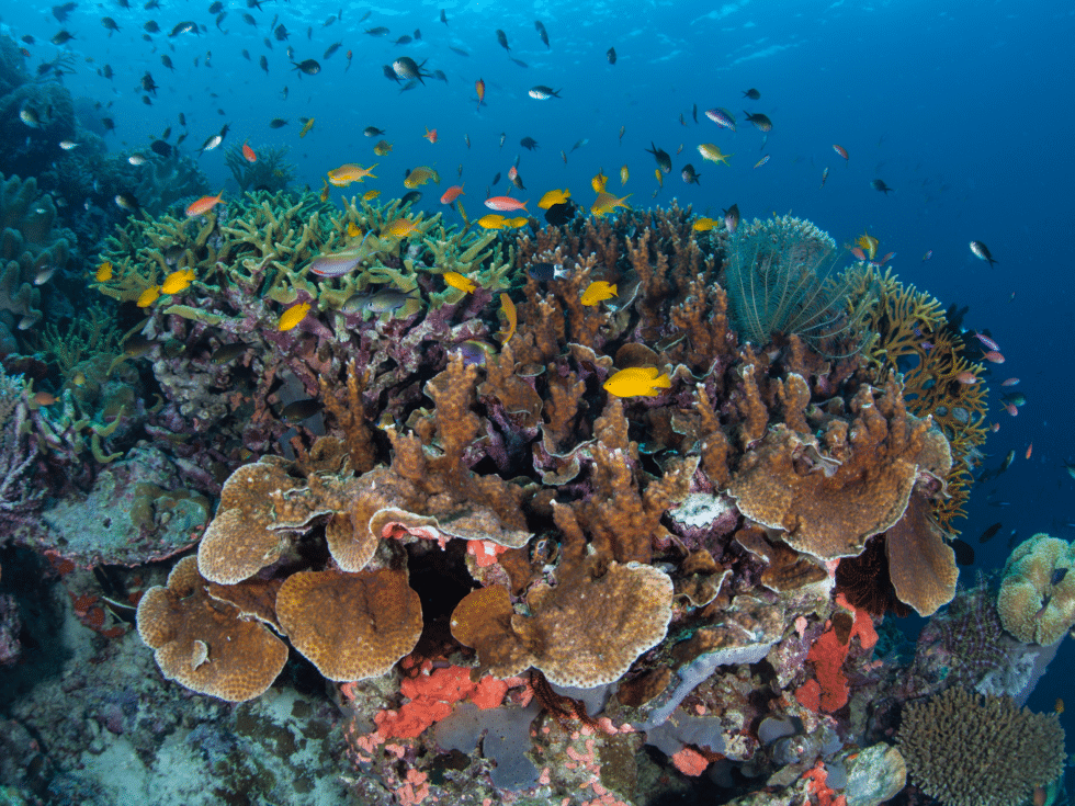 Solomon Islands Scuba Diving Trips | Diventures