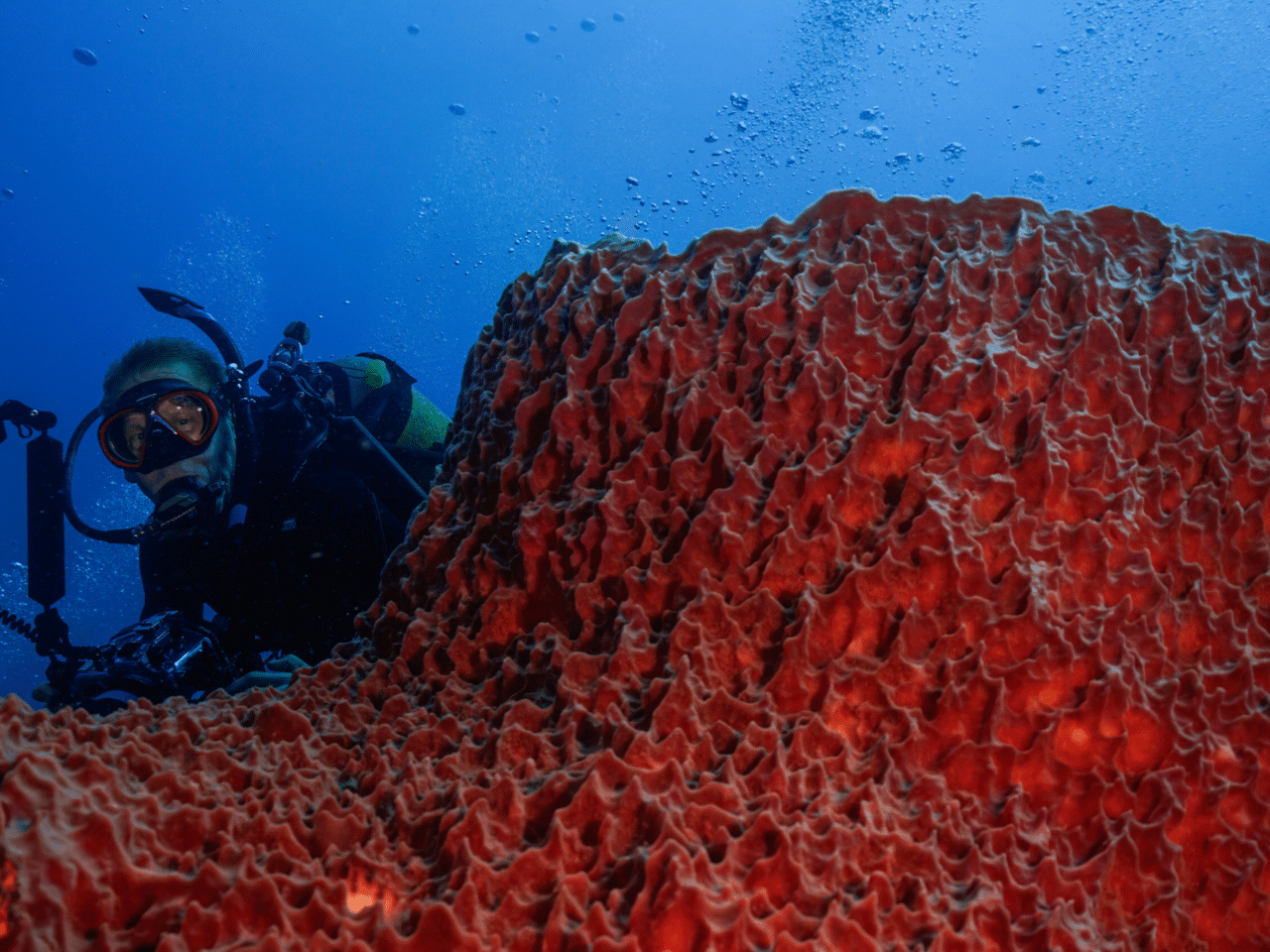 Saba Scuba Diving Trips | Diventures