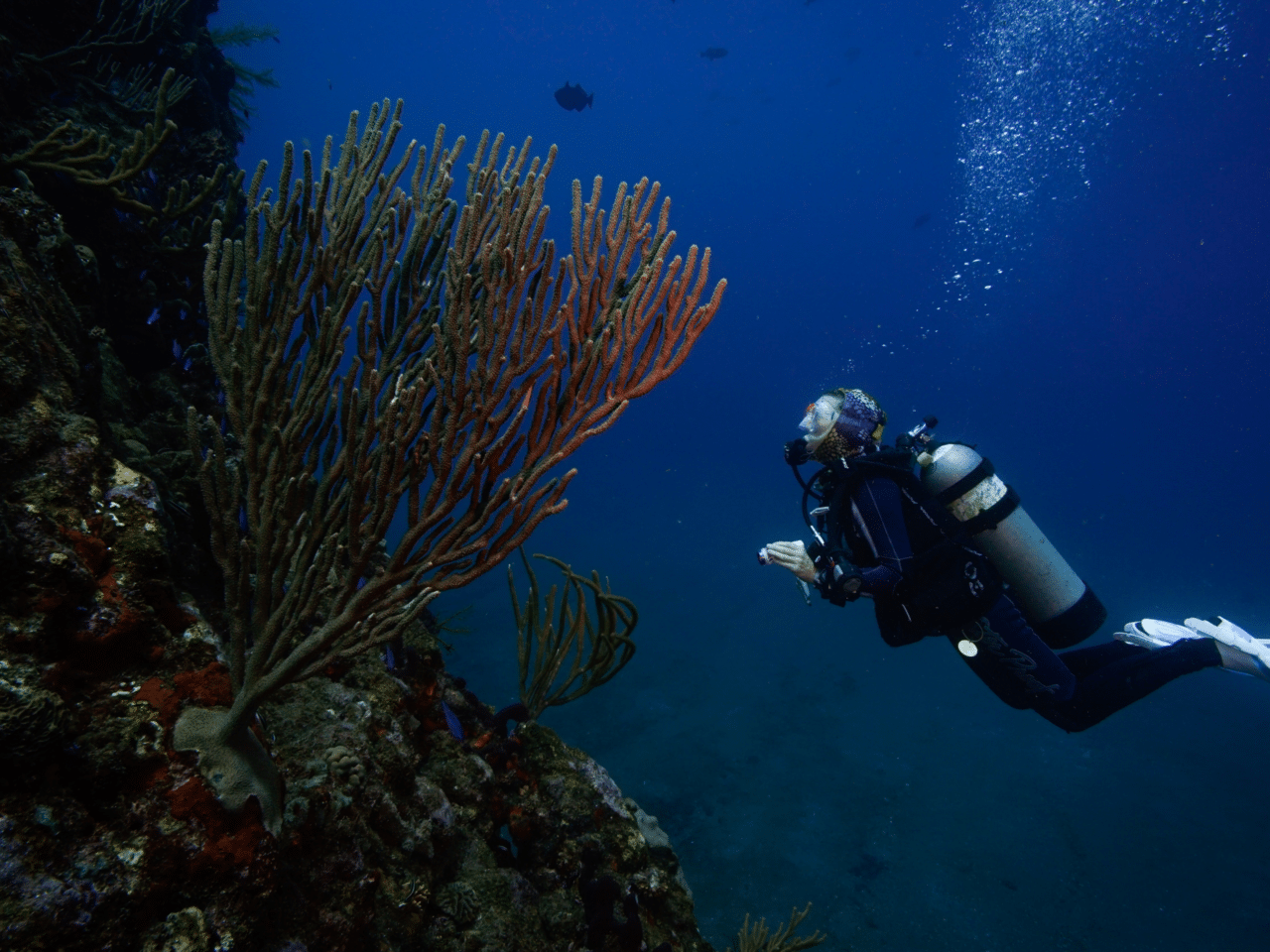 Saba Scuba Diving Trips | Diventures