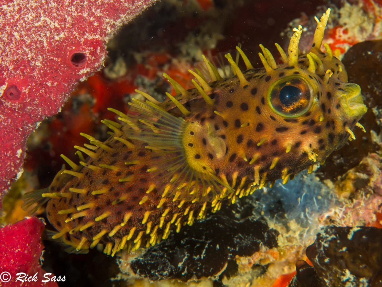 St. Croix Scuba Diving Trips | Diventures