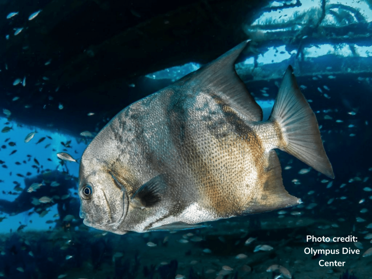 North Carolina Scuba Diving Trips | Diventures