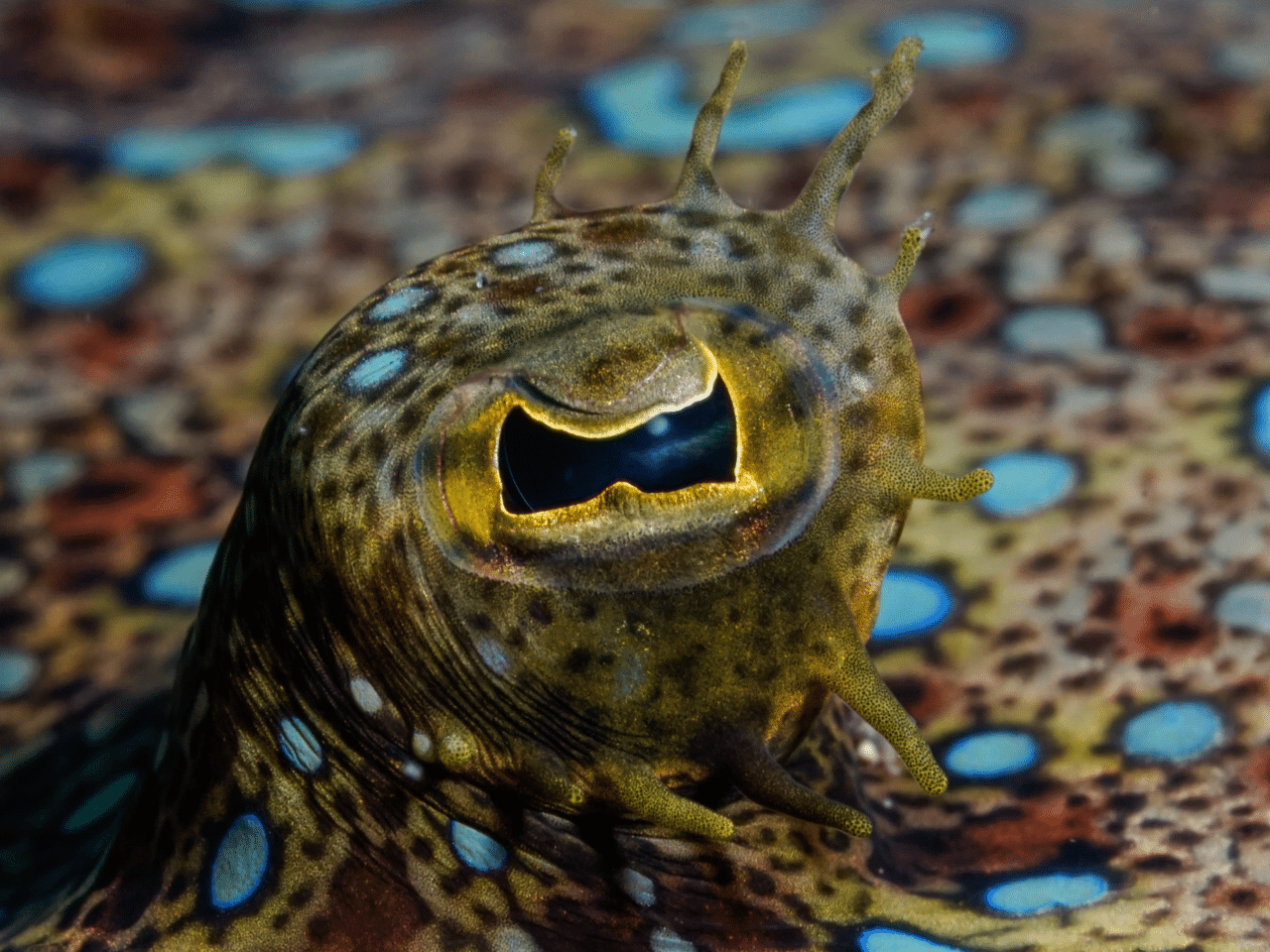 Saba Scuba Diving Trips | Diventures