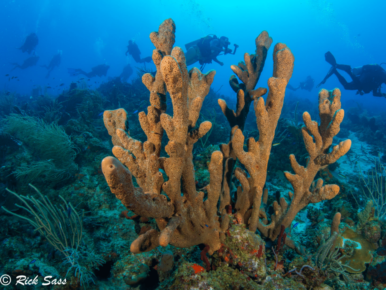 St. Croix Scuba Diving Trips | Diventures
