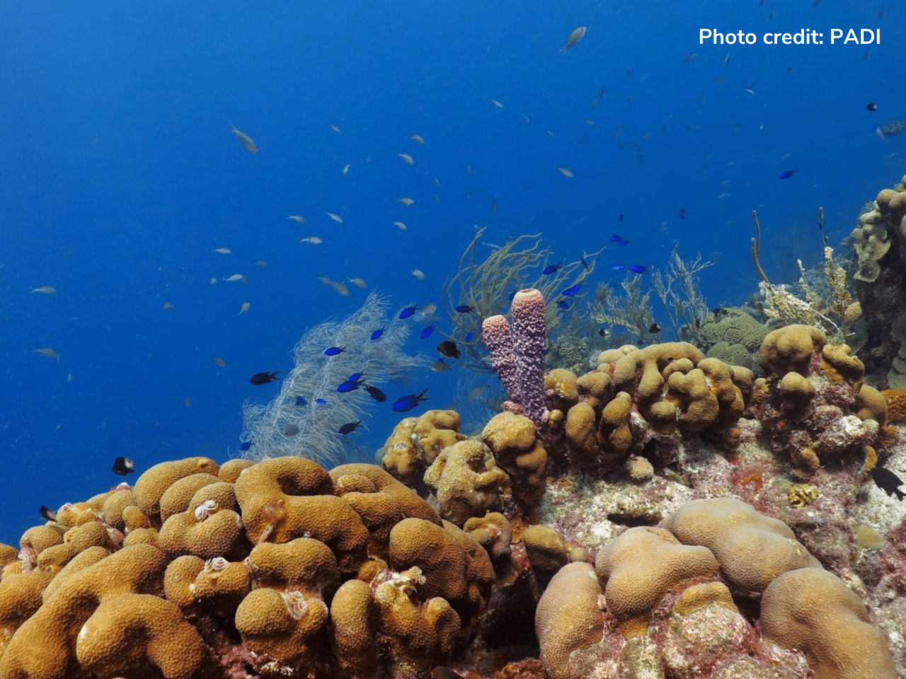 Grenada Scuba Diving Trips | Diventures