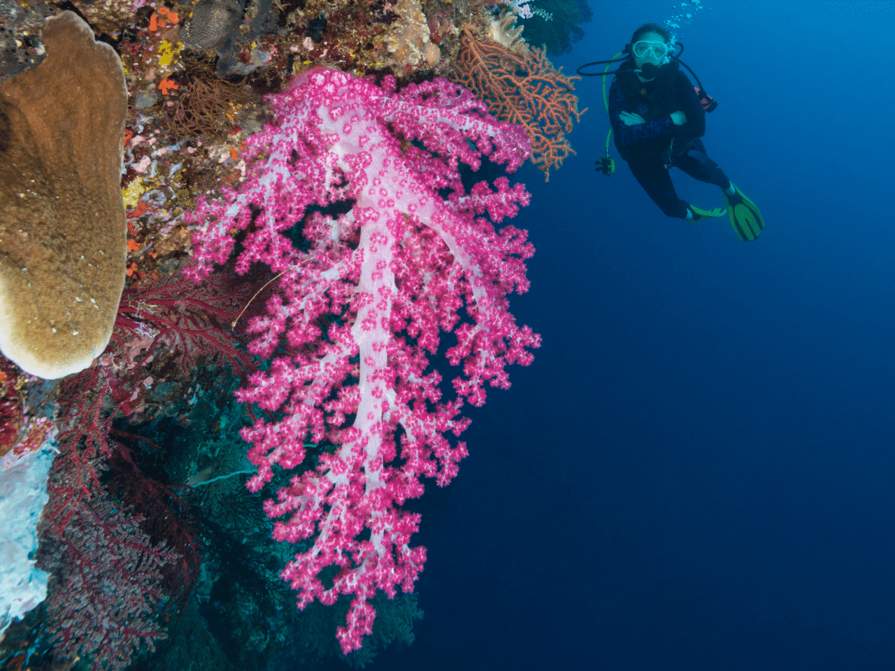 Yap Scuba Diving Trips | Diventures