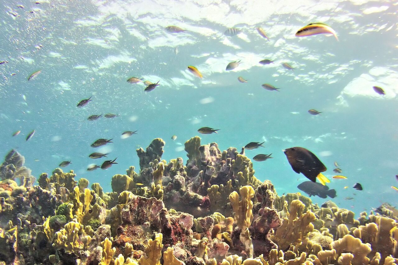 Florida Scuba Diving Trips | Diventures
