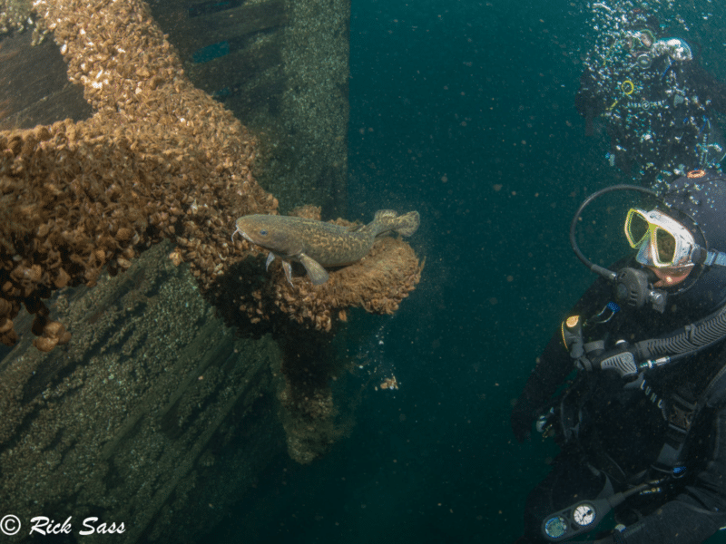 Great Lakes Scuba Diving Trips | Diventures