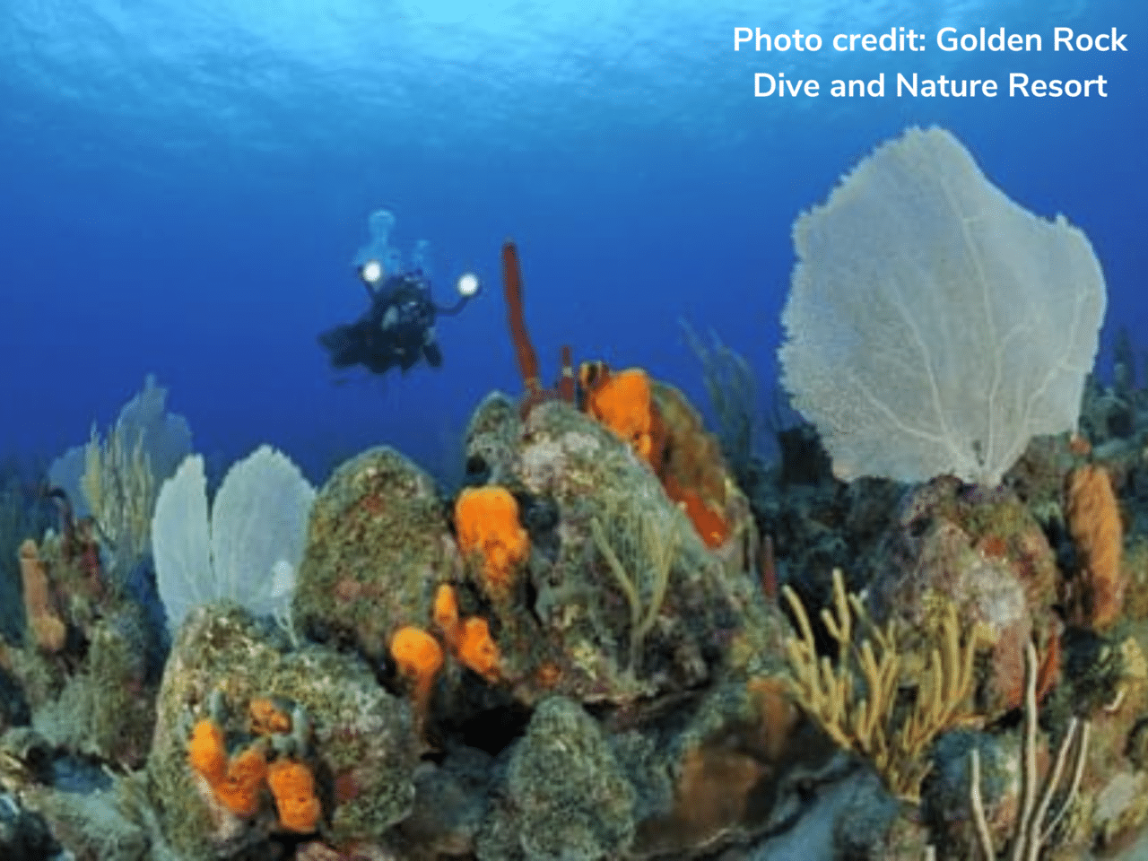 Sint Eustatius Scuba Diving Trips | Diventures