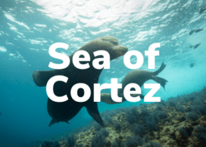 Scuba Diving Destinations | Diventures