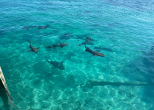 Exploring the Depths: Celebrating World Oceans Day and National Oceans ...