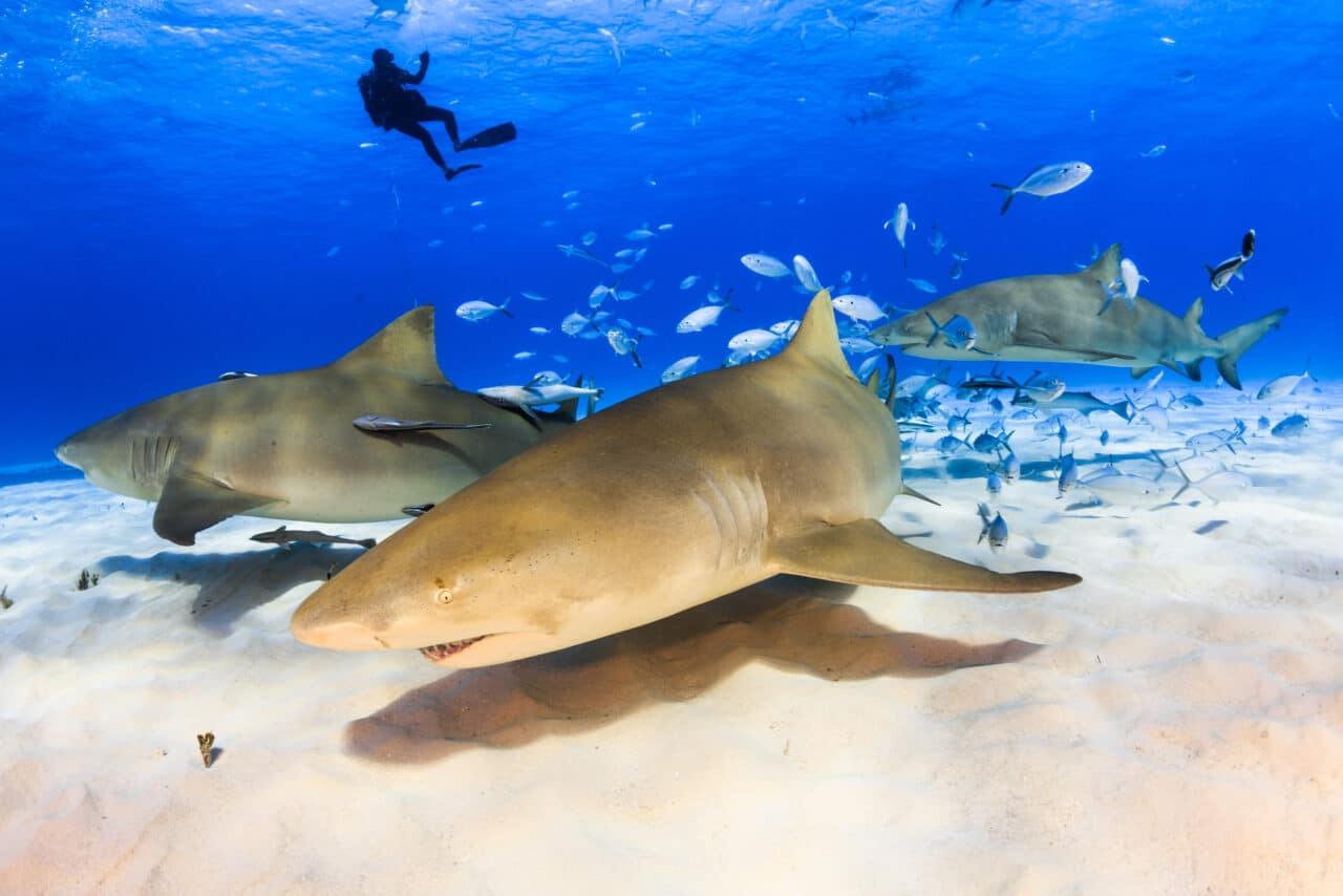 Dive into Adventure: Uncover Nature’s Best Shark Diving Destinations ...