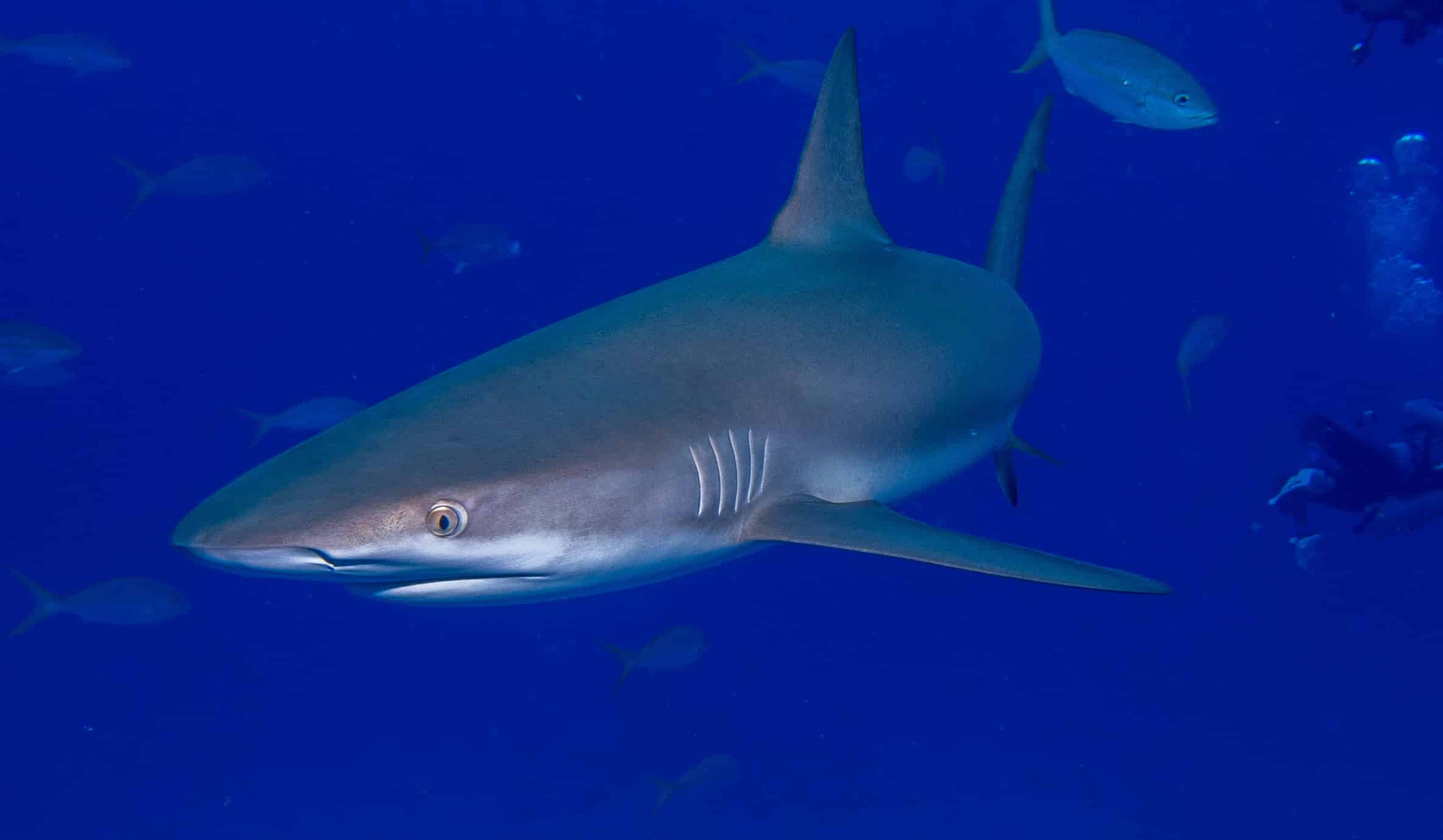Dive into Adventure: Uncover Nature’s Best Shark Diving Destinations ...