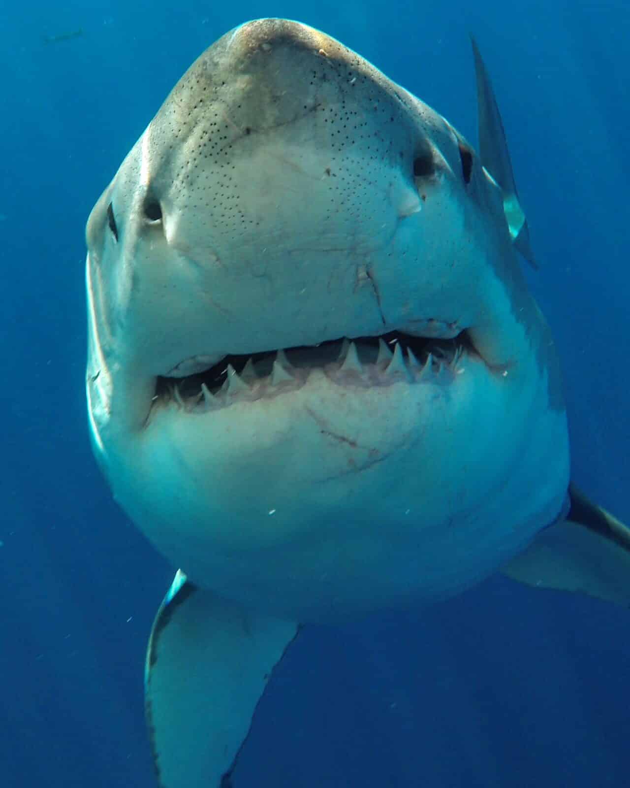 Dive into Adventure: Uncover Nature’s Best Shark Diving Destinations ...