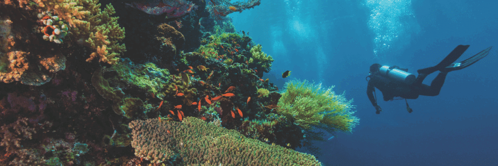 Discover the Four Types of Coral Reefs And Their Differences - Diventures