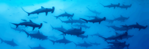 Meet the Hammerheads: Discover All 10 Species and Places to Dive With ...