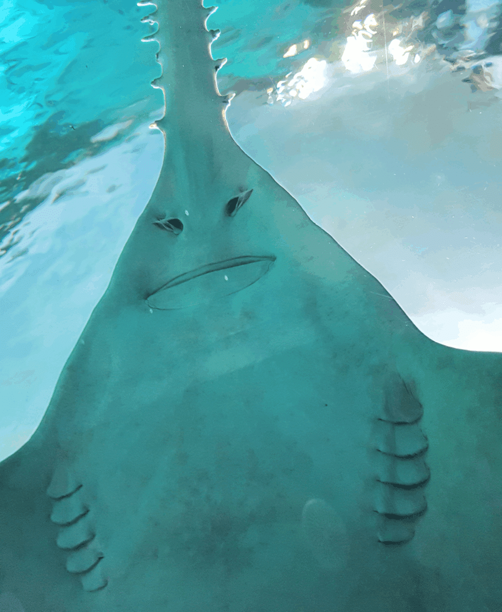 Meet the Sawfish: A Critically Endangered Ray with a Chainsaw-Like ...