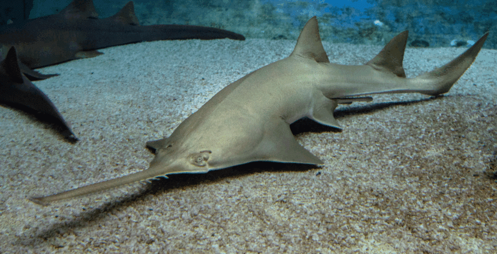 Meet the Sawfish: A Critically Endangered Ray with a Chainsaw-Like ...