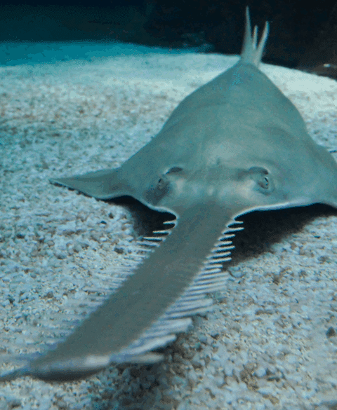 Meet the Sawfish: A Critically Endangered Ray with a Chainsaw-Like ...